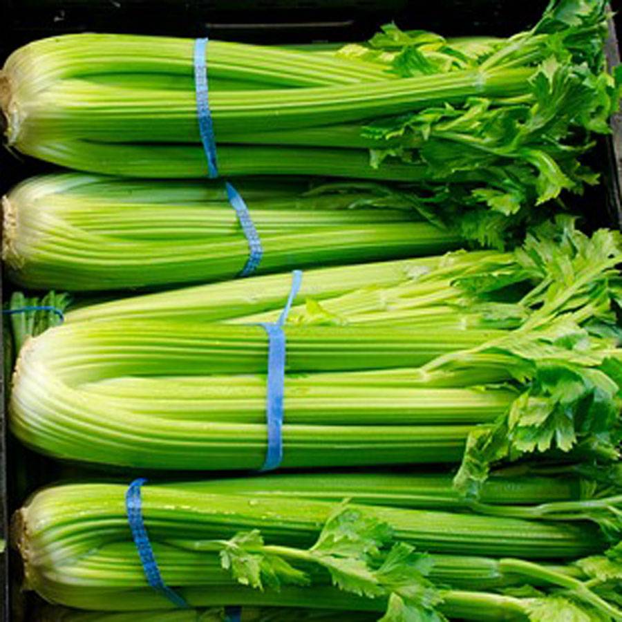 APIO 6 UNIDADES – Vega Lo Martina